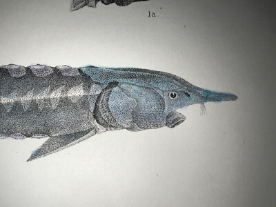 Day 1884 Antique Fish Hand Colored Lithograph Sturgeon Plate 150 | eBay