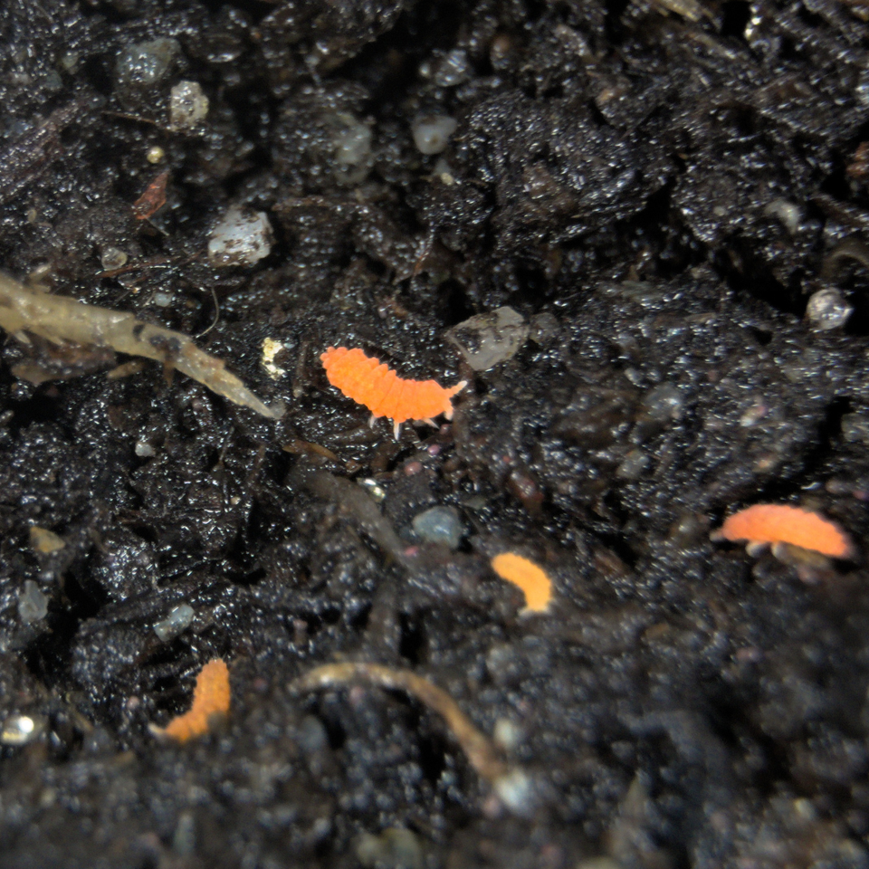 100+ Orange Springtails Yuukianura aphoruroides Culture Live Guarantee ...