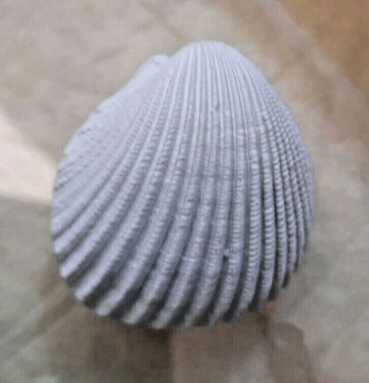 Kit 7 Seashells Resin From Display From 5cm A 7cm - Editions Atlas | eBay