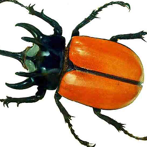 The Bug Store and More | eBay UK Stores