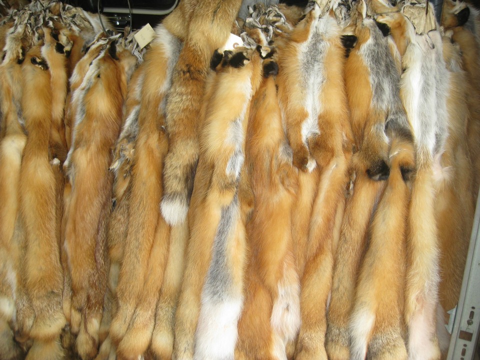 Tanned Red Fox Hides # 1's Fur Coats Trapping Furs Good Quality Fresh ...