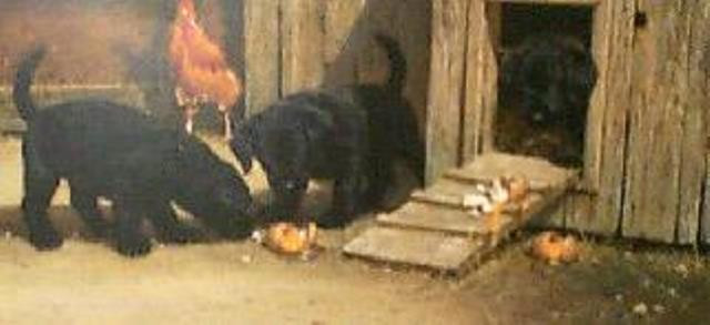 Jim Lamb "Mischief Makers" Black Lab Puppies S/N-EBAY LOW-OFFER* | eBay