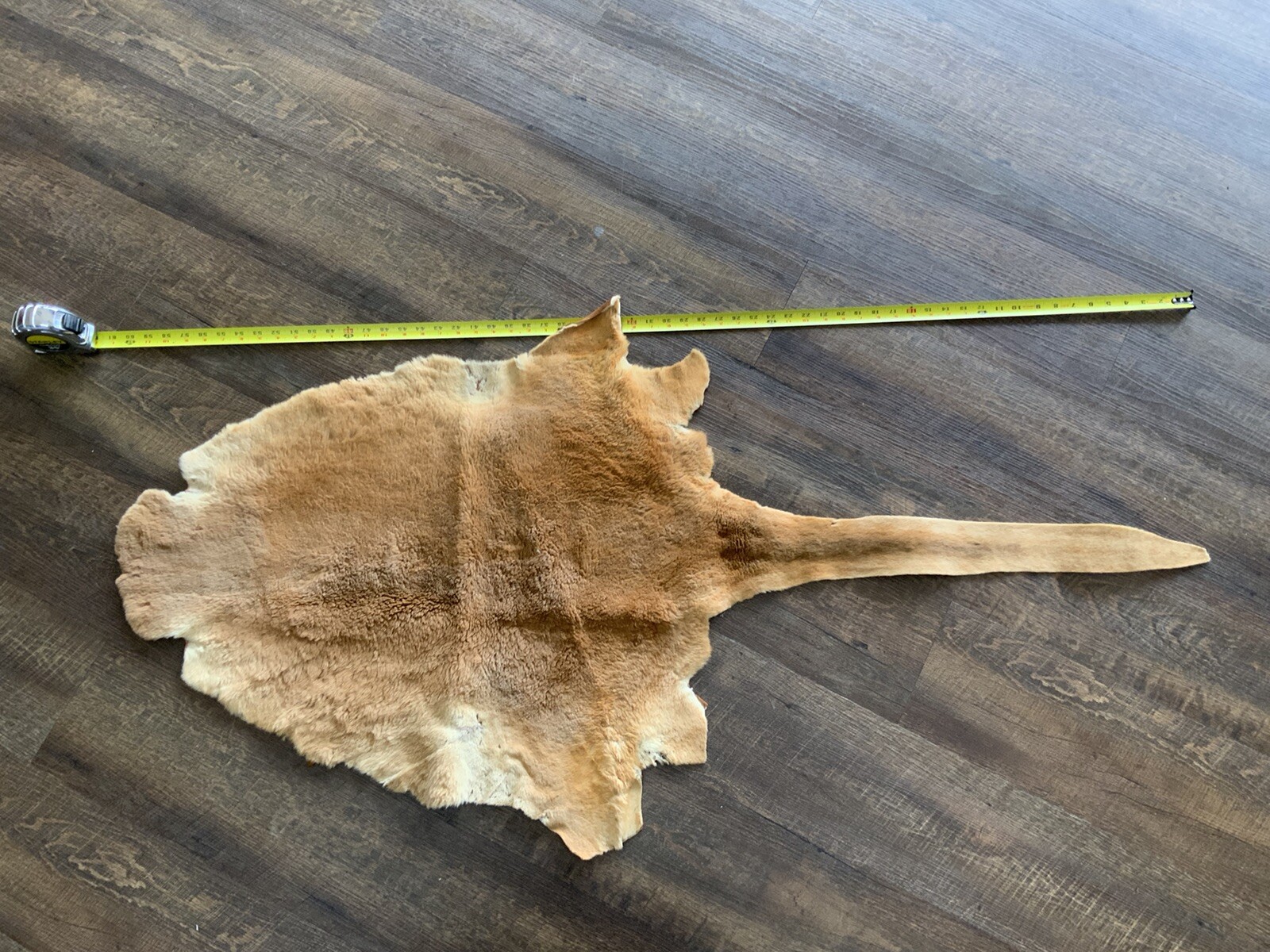 Kangaroo Hide Pelt Skin From Australia circa 1986 | eBay