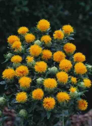 Safflower Saffron Carthamus Tinctorius Yellow Orange Flower Seeds ctavl ...