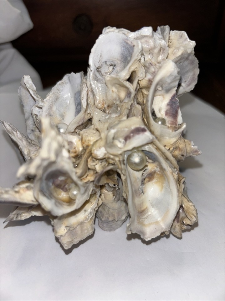 Oyster and Barnacle Shell Cluster Sculpture RARE - Unique Beach Decor w ...