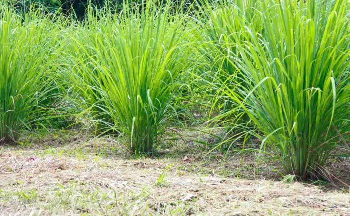 Cymbopogon flexuosus, Cochin Grass East, Indian Lemon Grass - 50 ...