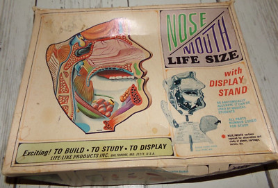 Life Like Life Size Nose Mouth Model Kit w/ Display Stand 1970 | eBay