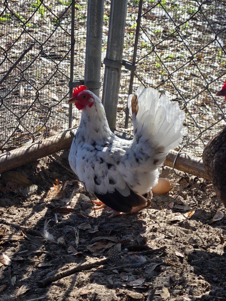 Serama Chicken Hatching Eggs 12 | eBay
