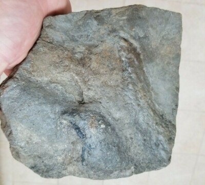 Eubrontes Dinosaur Footprint, Jurassic, trace fossil, Free Shipping | eBay