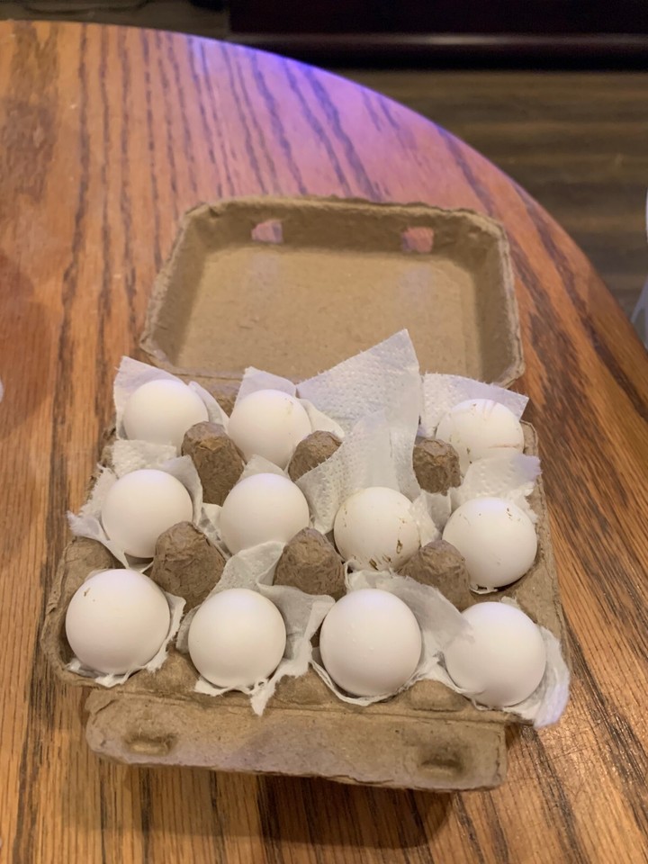 100 Butler bobwhite quail fertile hatching eggs | eBay