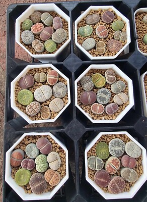 Lithop Collector Pack - 9 x lithops Living Stones Split Rocks Succulent ...