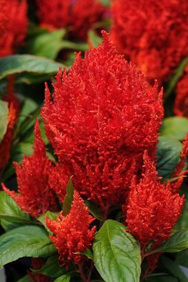 Celosia First Flame Scarlet 500 seeds | eBay