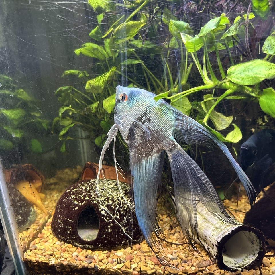 4 Philippine Blue Smokey Veil Angelfish ~Nickel plus/minus sized (3+1 ...