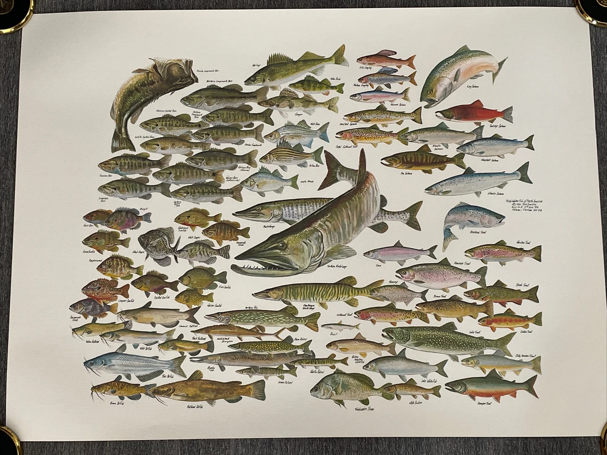 Freshwater River Fish