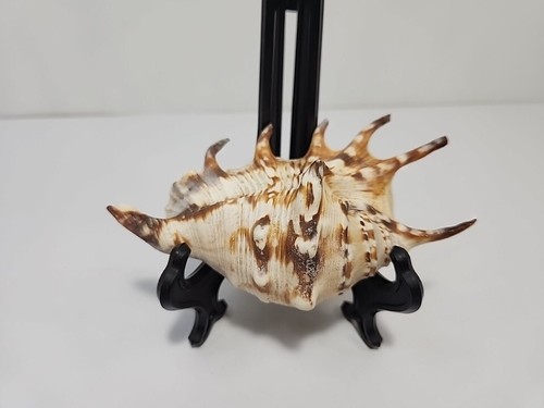 Lambis Lambis Spider Conch Shell Great Pattern 5 In Long 3 In Wide Nice ...