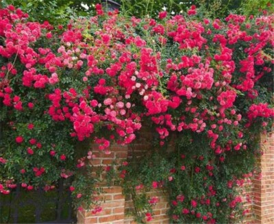 20 SEEDS for Red Pink RARE CLIMBER climbing Rose flower exotic plant ...