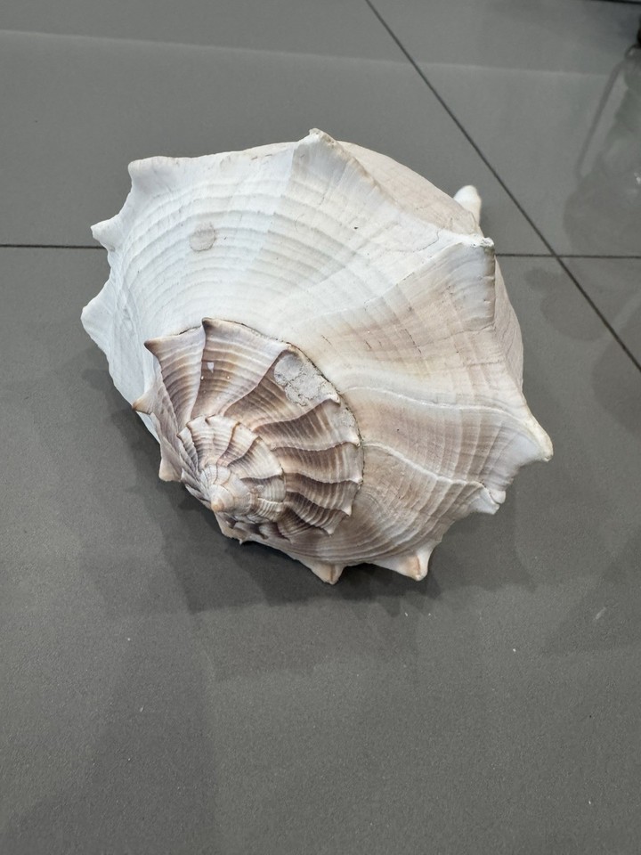 Large Florida ~Lightning Whelk Hand Collected Shell Excellent a | eBay