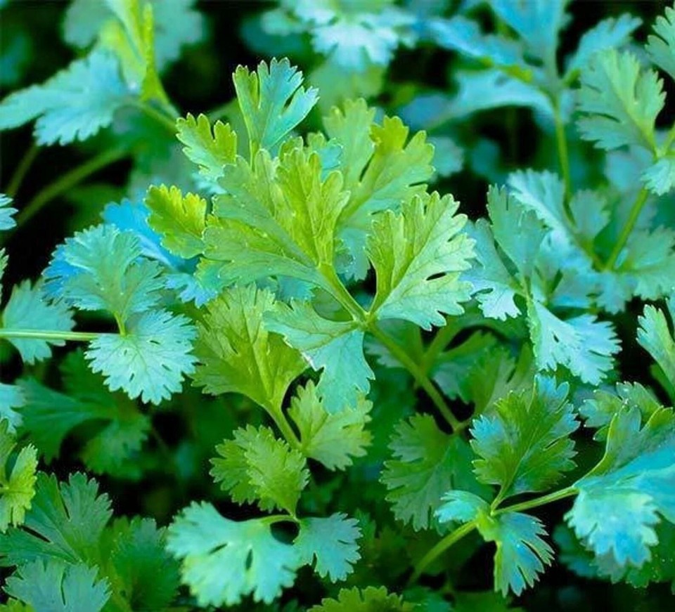 Easy-Grow Taco Garden Seed Kit Pack 25 seeds each variety DELICIOUS ...