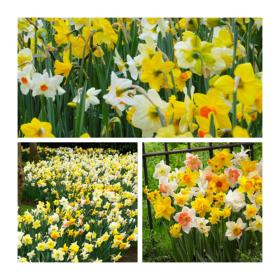 Mixed Cornish Daffodil Flower Bulbs.Beautiful Early Spring Flowers ...