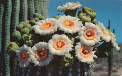Postcard Saguaro Cactus Flowers Arizona AZ State Flower | eBay