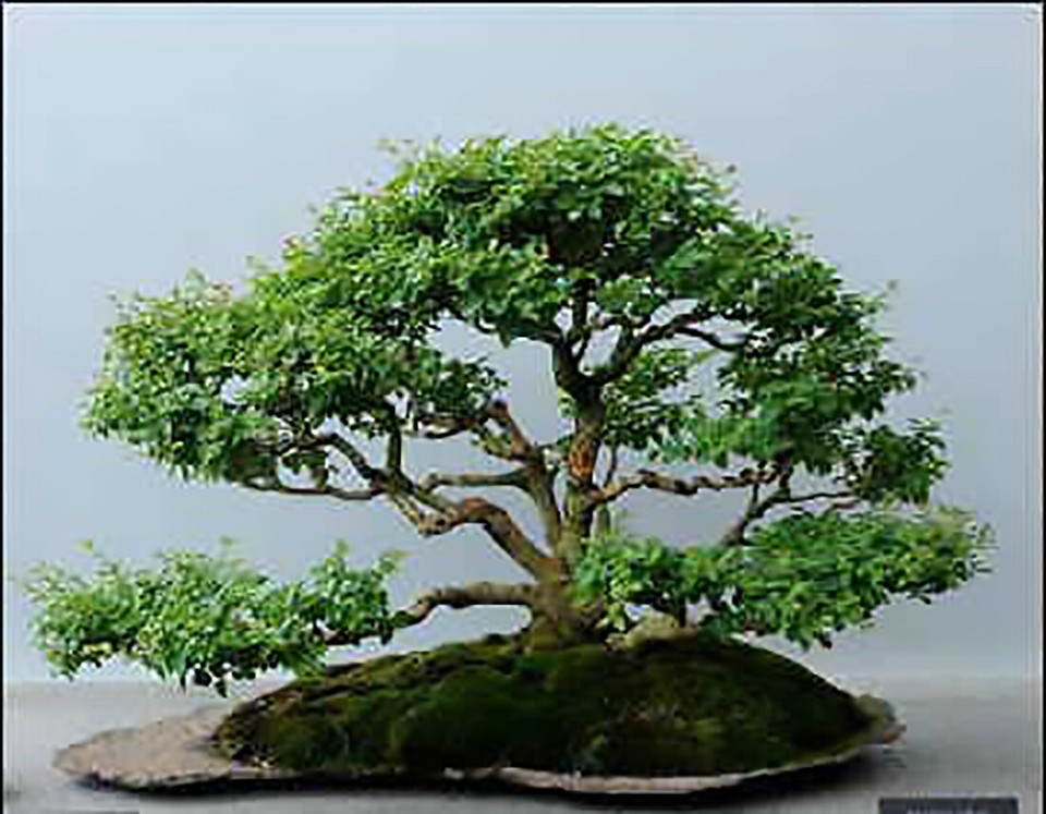 Privet Shrub, Ligustrum vulgare Seeds (Fast, Hardy, Fragrant, Hedge) | eBay