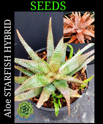 Aloe STARFISH 10 x Seeds Hybrid SUCCULENT AND CACTI CACTUS COLLECTERS ...