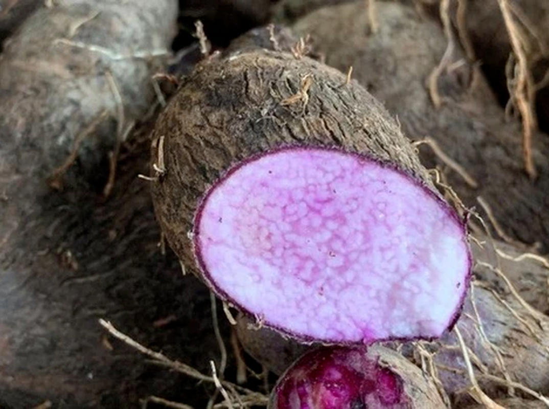 Ube True Purple Yam Dioscorea Alata Huge Tuber for Planting or Cooking ...