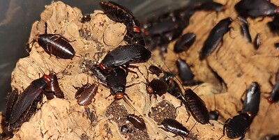 Red Head Roach Nymphs 25+ ( Oxyhaloa Deusta ) | eBay