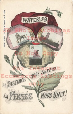 Belgium, Waterloo, Pansy Multi-View Scenes, Marco Marcovici | eBay