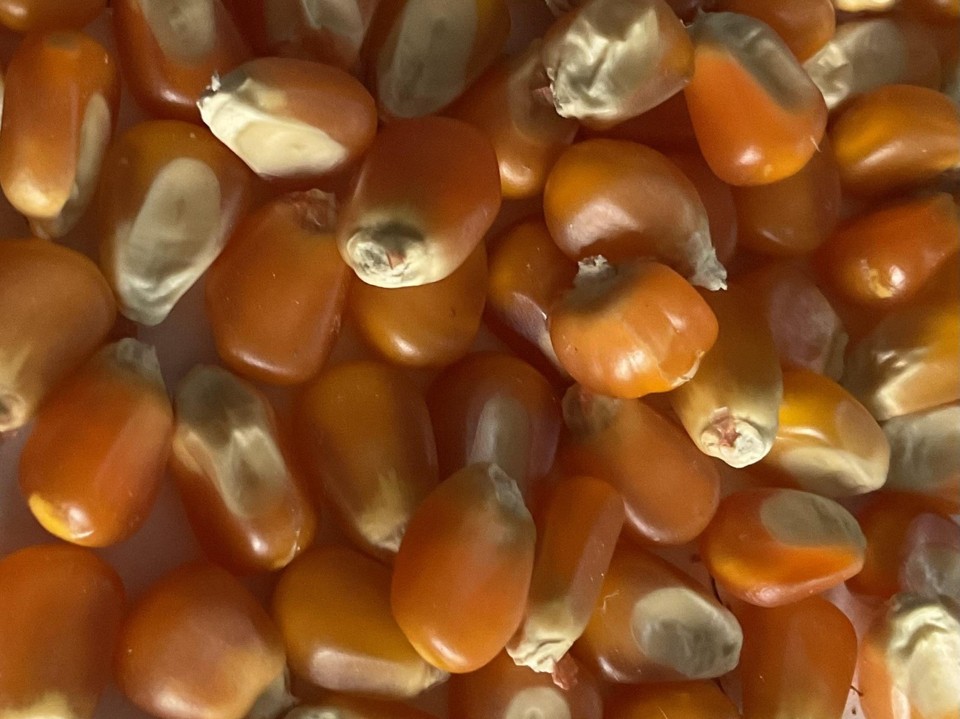 Orange Creole Flint Corn Seeds (50) / ARGENTINA HEIRLOOM / MASA / SUPER ...
