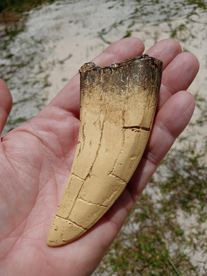 REPLICA TYRANNOSAURUS TOOTH FOSSIL T-REX CRETACEOUS DINOSAUR! E7 | eBay