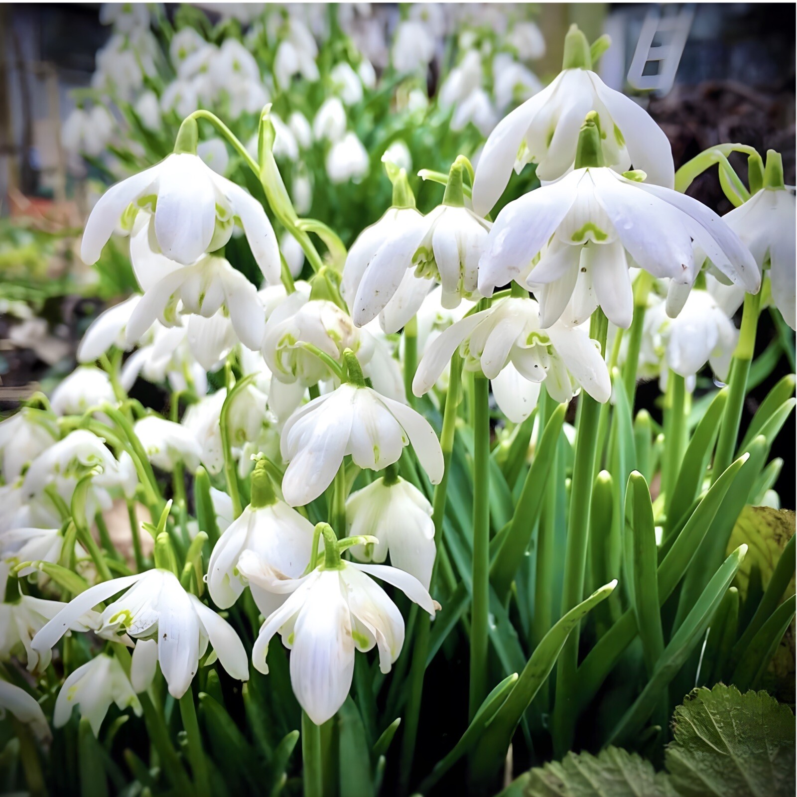 Double Snowdrop Bulbs X100 Galanthus Nivalis Flore Pleno spring ...