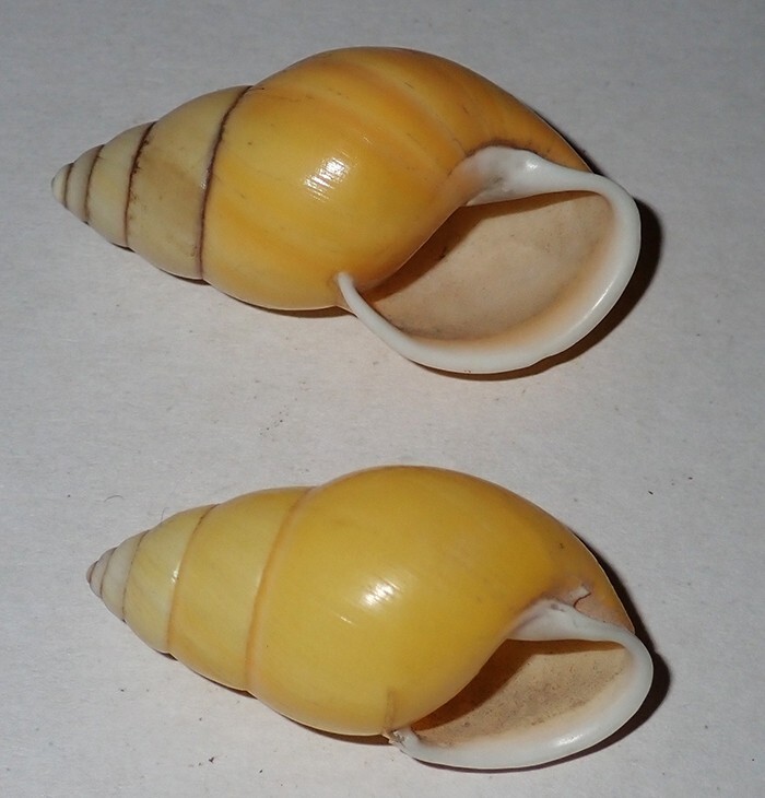 38 , 42 mm 2 Pcs Amphidromus Basilanensis Land Snail Shell #AB3 From Sulu Island | eBay