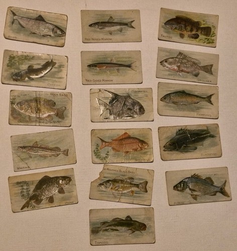 Lot Of 16 1910-11 Piedmont Cigarette Cards Fish Series | eBay