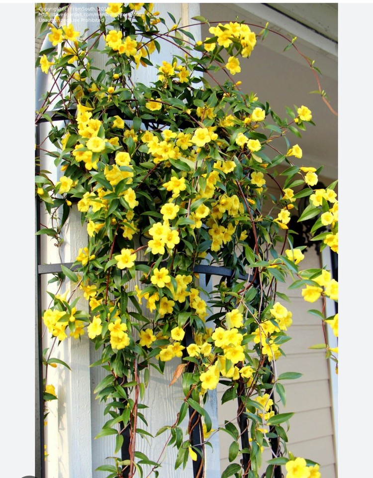 MARGARITA CAROLINA JESSAMINE~Yellow Jasmine~Gelsemium sempervirens ...