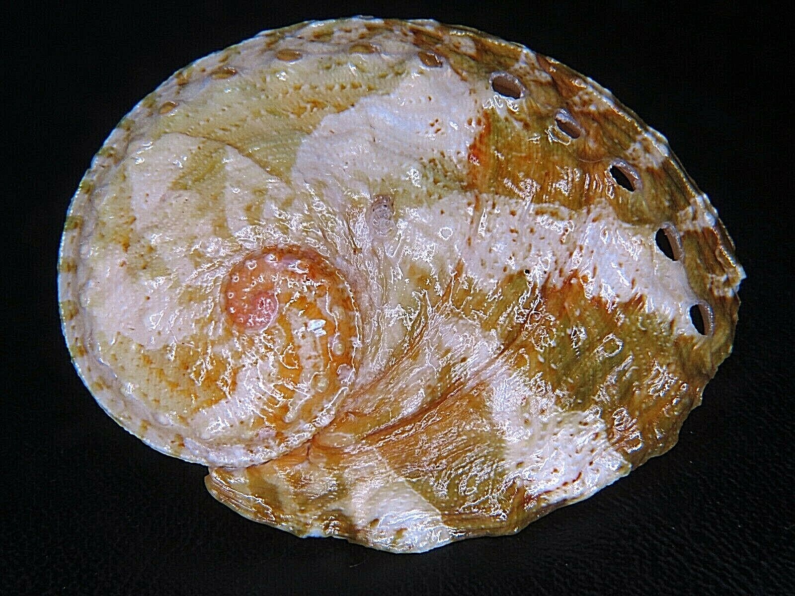 HALIOTIS OVINA PATAMAKANTHINI: INDIGINEOUS OVINA FORM OF THAILAND @ 59.6MM! | eBay