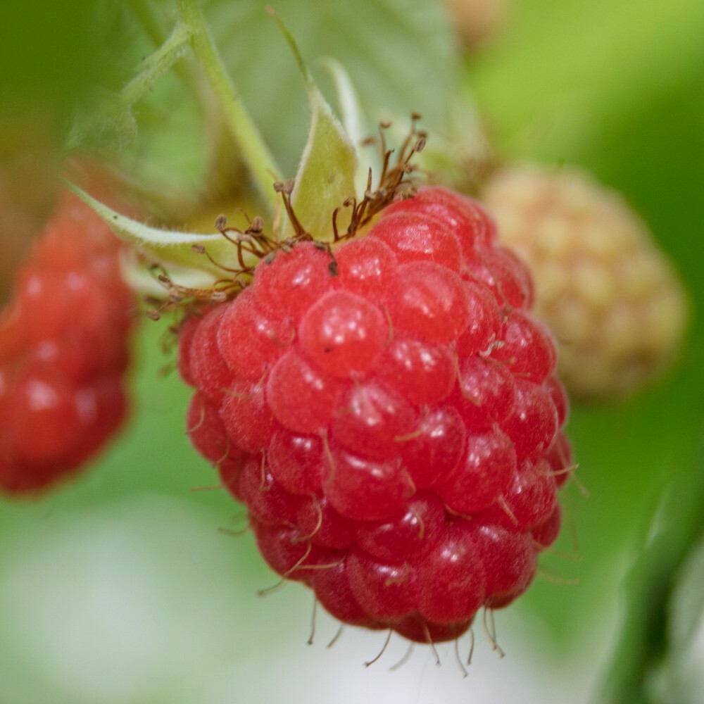 T&M Raspberry Cascade Delight Hardy Shrub Summer Fruiting Garden ...