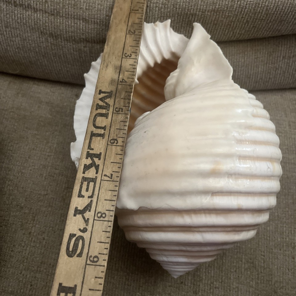 Large Giant Tun Ocean Snail Sea Shell Huge Beauty TONNA Galea Nautical ...