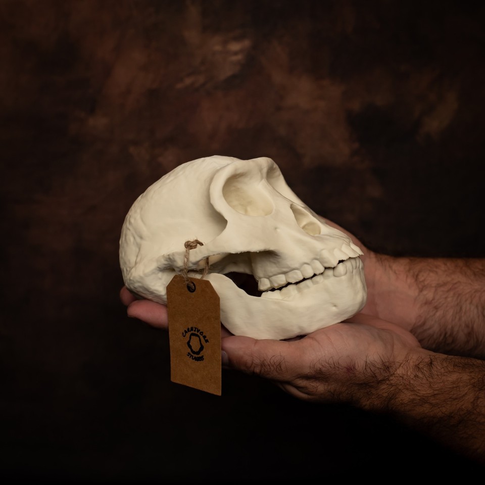 Australopithecus Lucy Skull Replica – Early Human – Lifesize ...