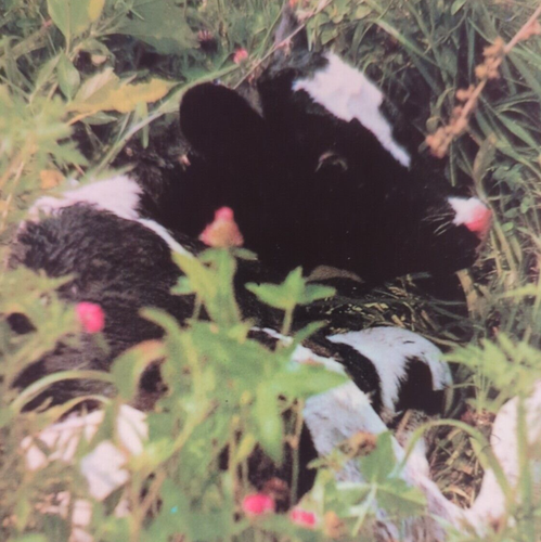 Vermont Calf in Alfalfa Patch By Joseph Wittig Printed Italy VTG ...