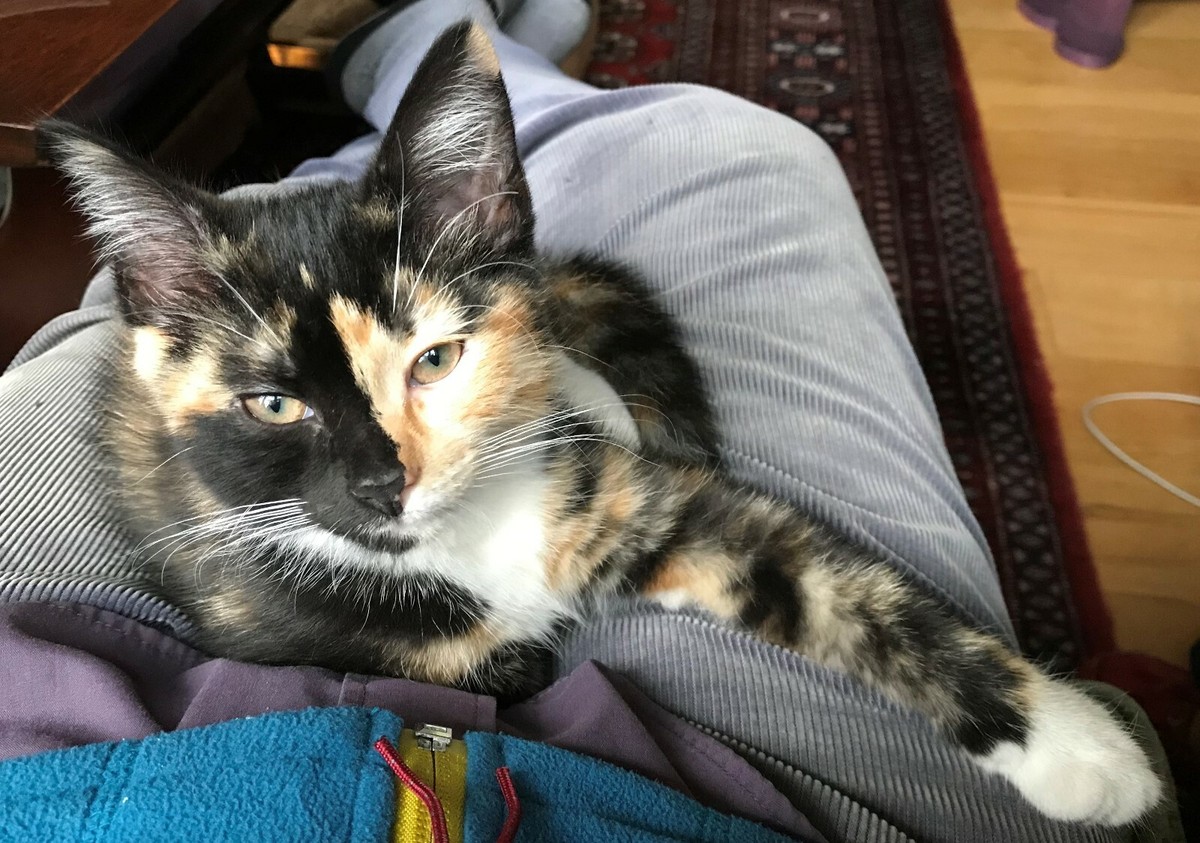 Calico Tabby Kitten What Color Kittens Will A Calico (female) And