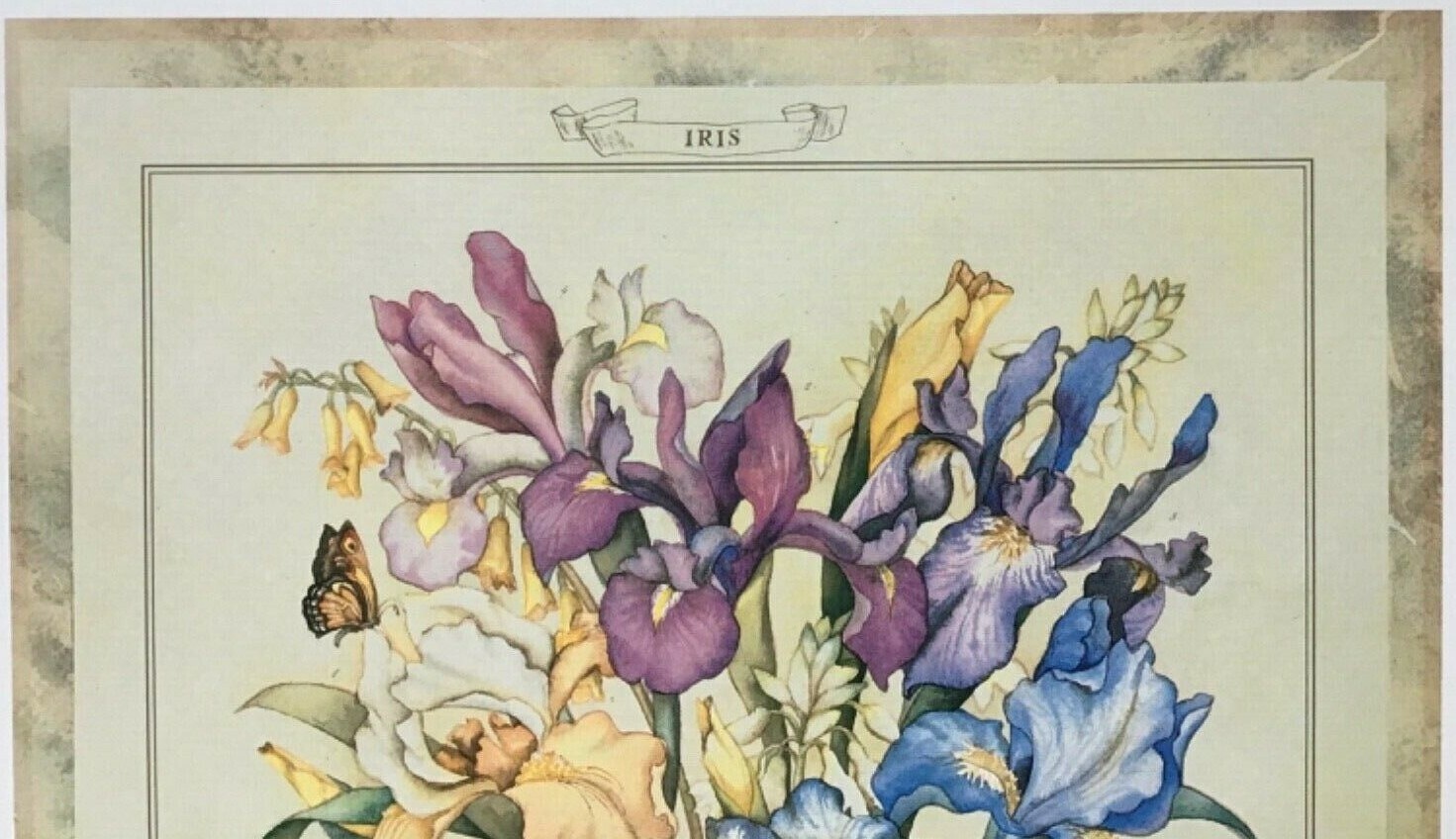 Framed Yuriko Takata Watercolour Print "IRIS”Flower Frame 30x35, Print ...