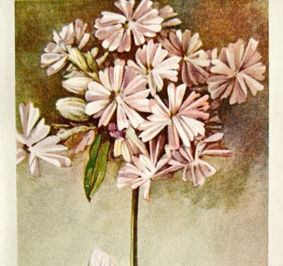 1905 Bouncing Betty Flower Print Watercolor Lithograph Antique Art 6.75 ...