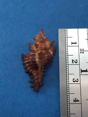 #44 32.8mm Chicoreus Strigatus Dived 20m Palawan Philippines Muricidae ...