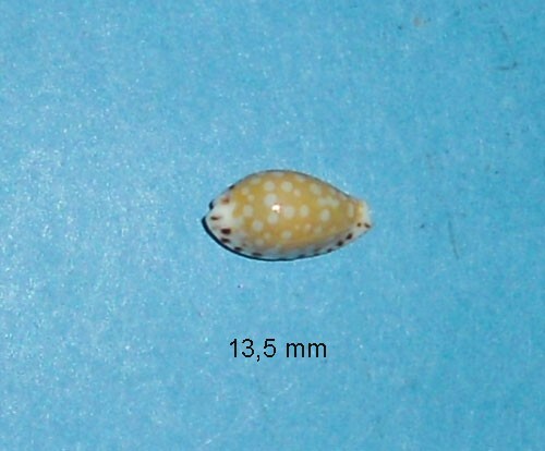 Cypraea Cumingii Tahiti 13,5 mm BIG | eBay