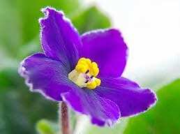 Mixed Miniature Variegated African Violet Seeds ~ Indoor Plant ~ House ...