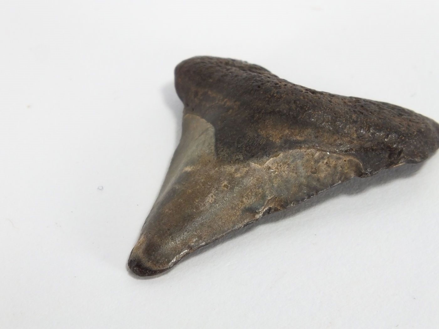Isurus Hastalis