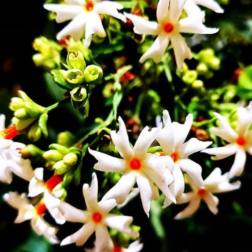 Organic Dried Night Jasmine Flowers Nyctanthes Sepalika Arbor Tristis ...