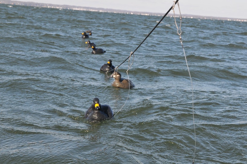 48 Avery Greenhead Gear GHG Gang Quick Rig 6" Clips Main Line Duck ...