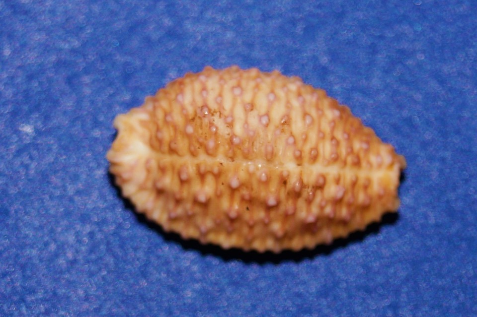 Cypraea Cassiaui - ultra rare ! | eBay